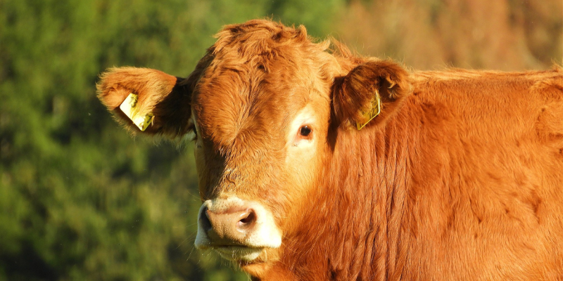La viande bio locale en Auvergne-Rhône-Alpes